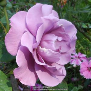 Rose (Rosa 'Ripples') in the Roses Database - Garden.org