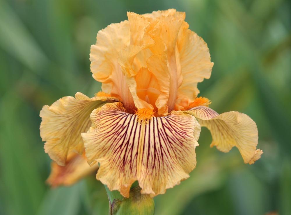 Photo of the bloom of Tall Bearded Iris (Iris 'Teasing Tiger') posted ...