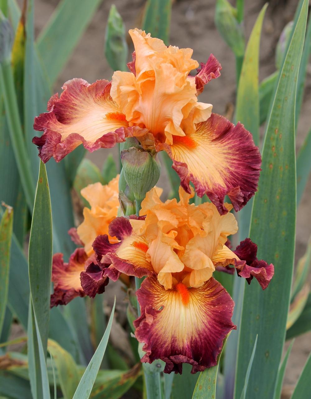 Photo of the bloom of Border Bearded Iris (Iris 'Border Skirmish ...