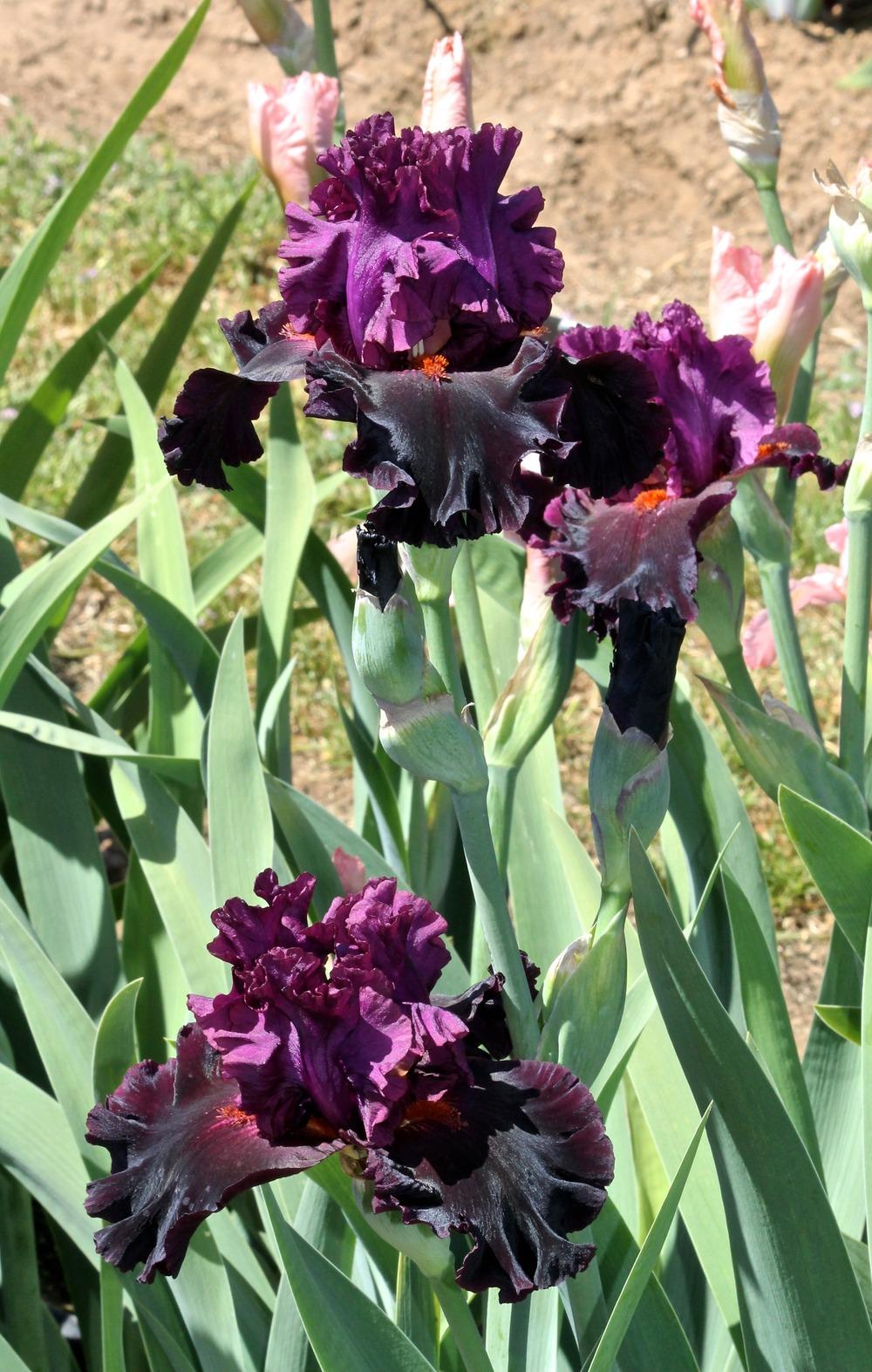 Photo of the bloom of Tall Bearded Iris (Iris 'Magical Realism') posted ...