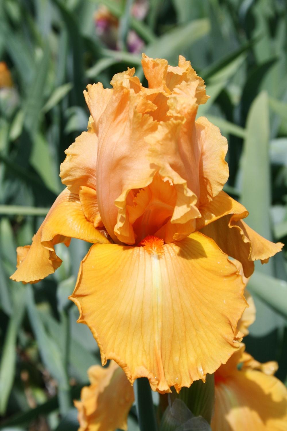 Photo of the bloom of Tall Bearded Iris (Iris 'Orange Splash') posted ...