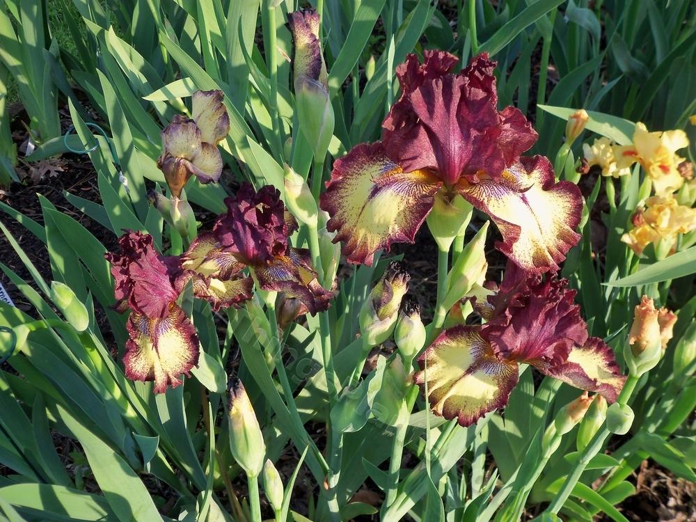 Photo of the entire plant of Tall Bearded Iris (Iris 'Straight Up ...