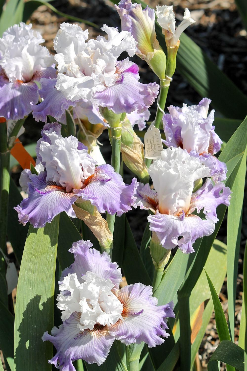 Tall Bearded Iris (Iris 'Lass with Class') in the Irises Database ...
