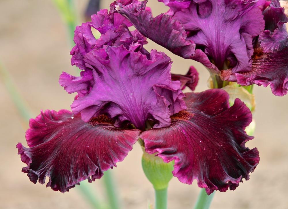 Photo of the bloom of Tall Bearded Iris (Iris 'Ruby Royal') posted by ...