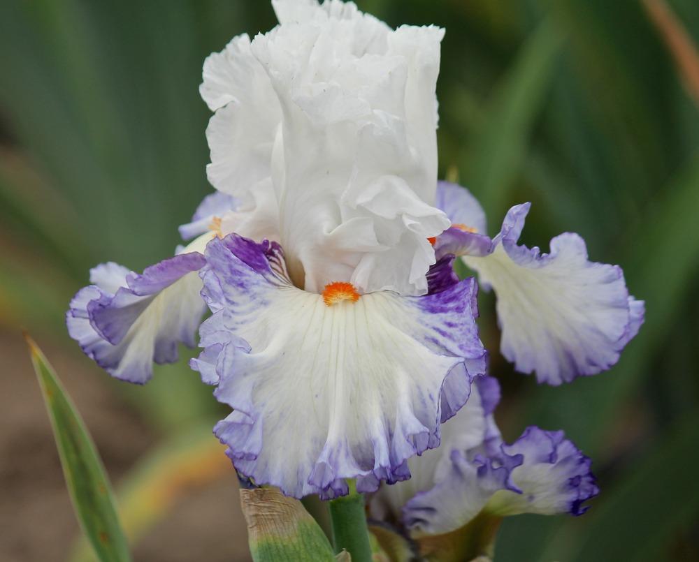 Photo of the bloom of Tall Bearded Iris (Iris 'Romantico') posted by ...