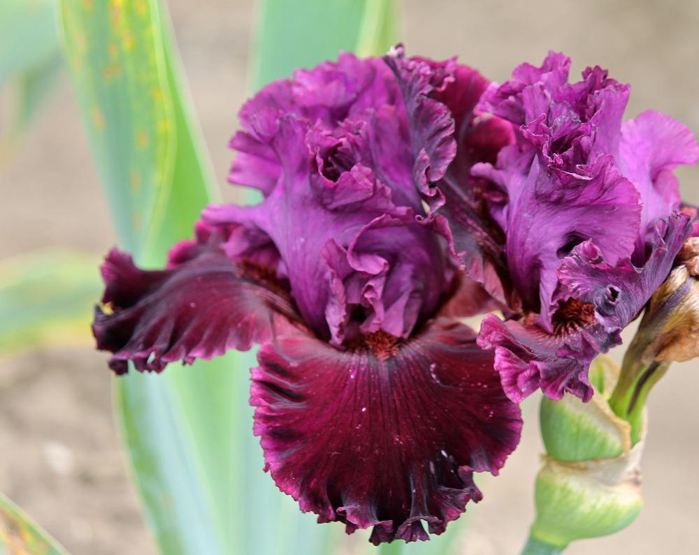 Photo of the bloom of Tall Bearded Iris (Iris 'Ruby Royal') posted by ...