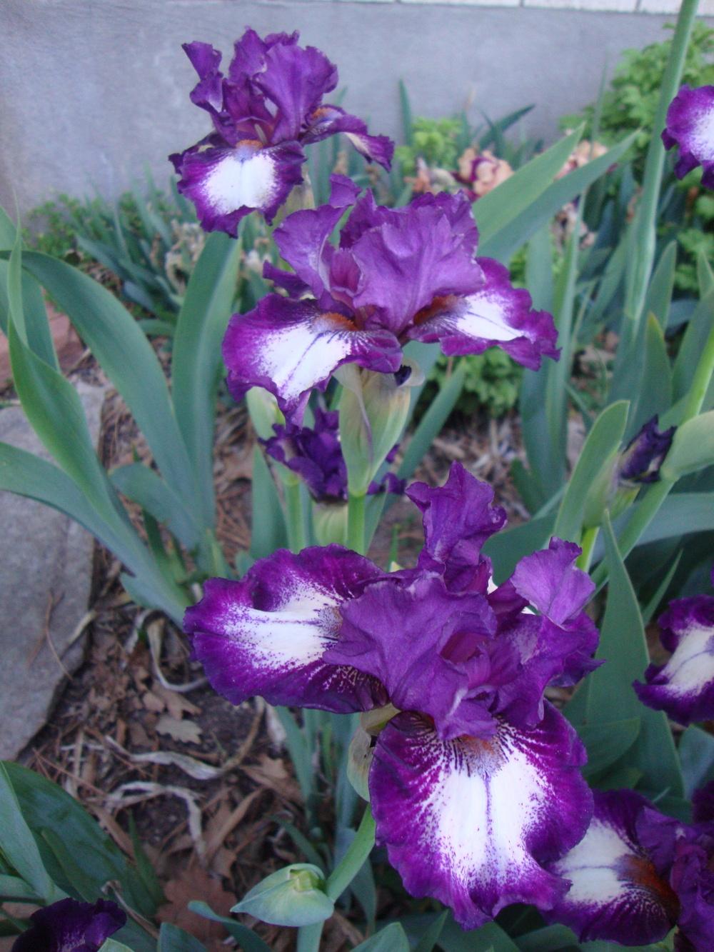 Photo of the bloom of Intermediate Bearded Iris (Iris 'Outer Edge ...