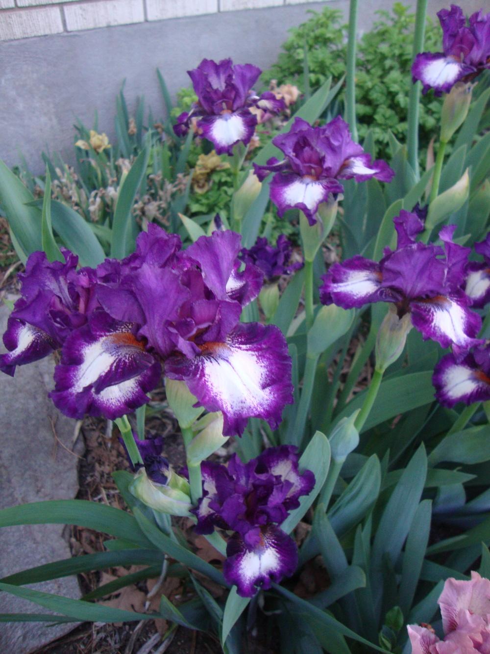 Photo of the entire plant of Intermediate Bearded Iris (Iris 'Outer ...
