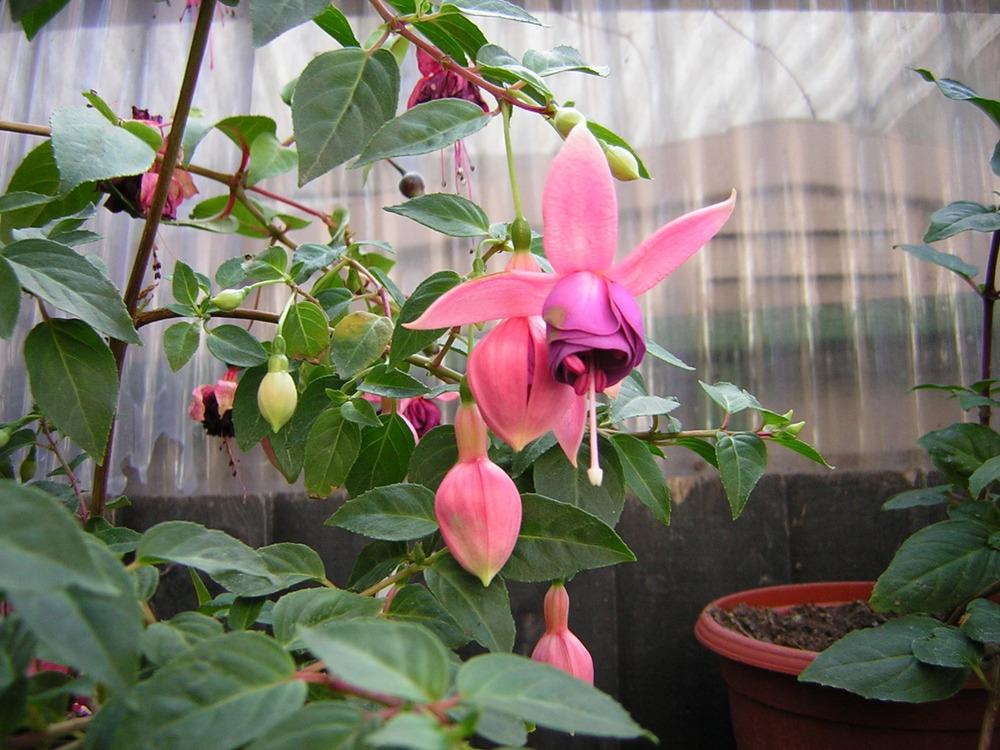 Lady's Eardrops (Fuchsia 'Tia's Treasure') in the Fuchsias Database ...