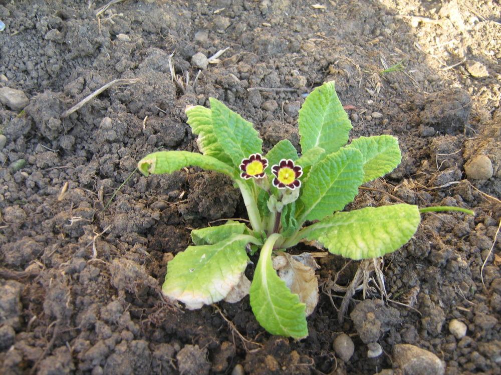 Polyanthus (Primula 'Silver Lace') in the Primroses Database - Garden.org