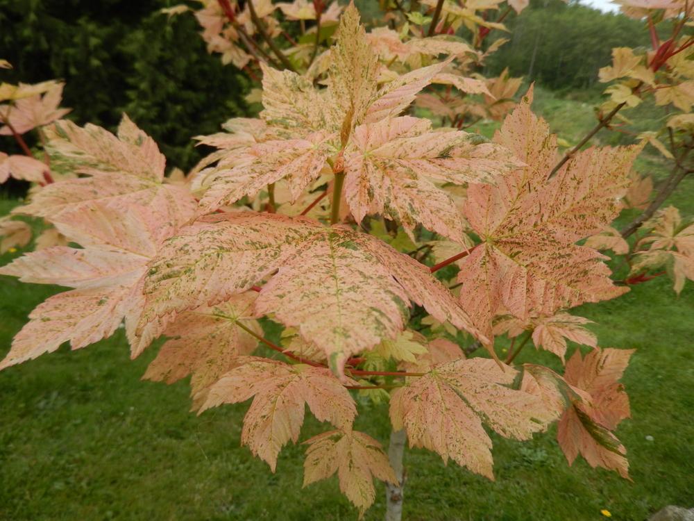 Photo of the leaves of Variegated Sycamore Maple (Acer pseudoplatanus ...