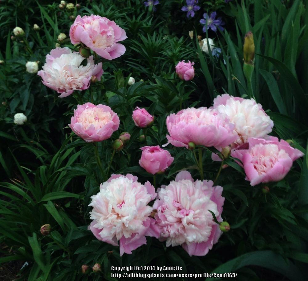 Photo of the bloom of Peony (Paeonia lactiflora 'Sorbet') posted by ...