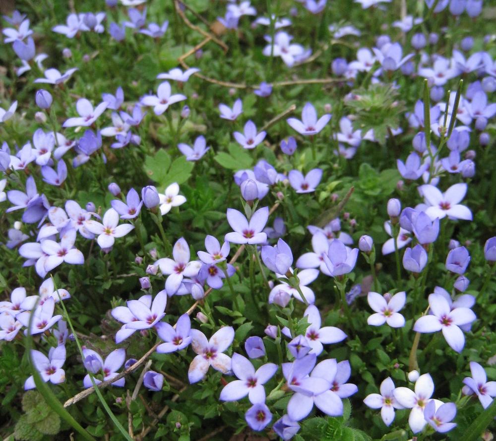 Small Bluets (Houstonia pusilla) - Garden.org