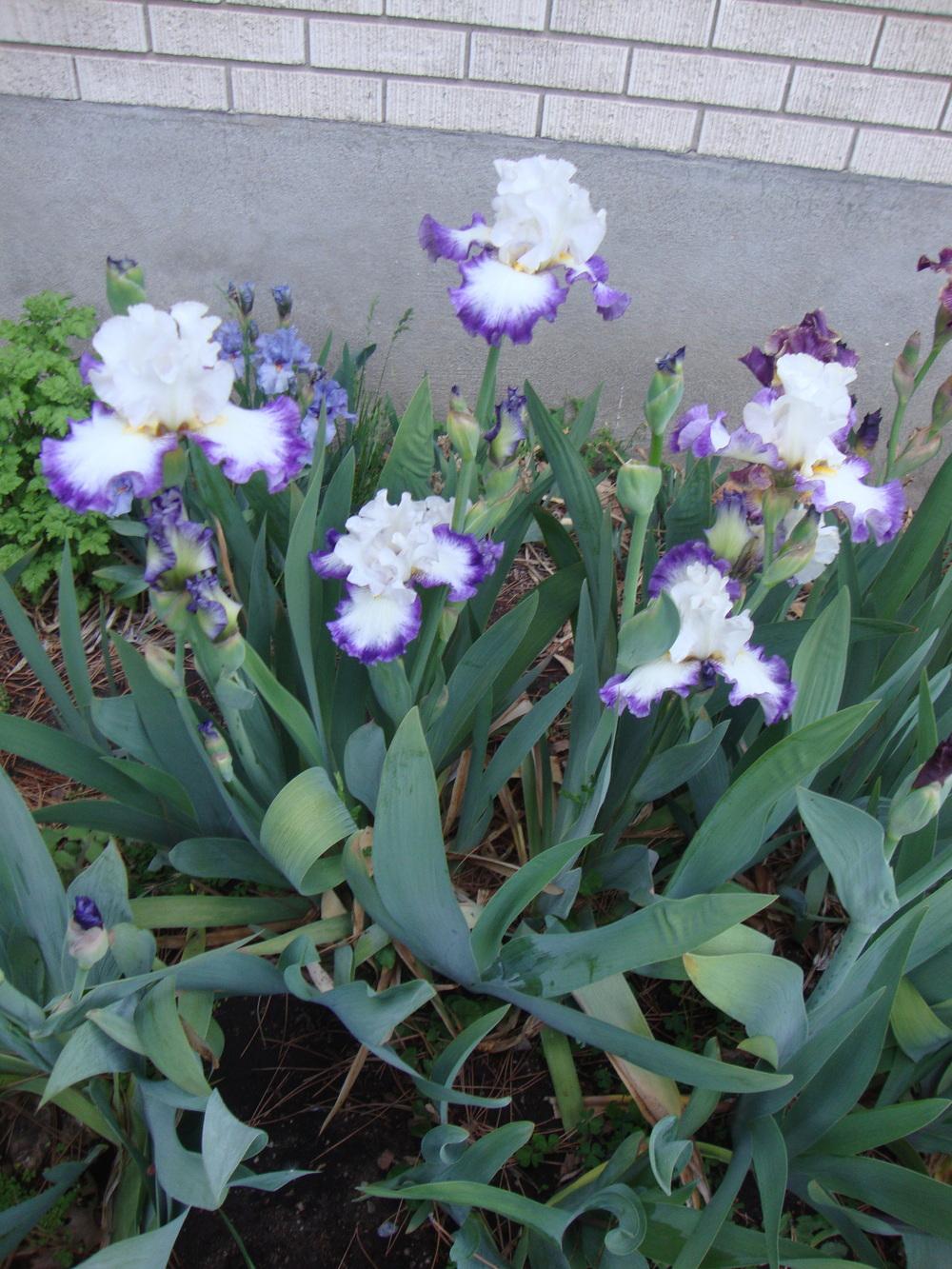 Some clumps shots? in the Irises forum - Garden.org