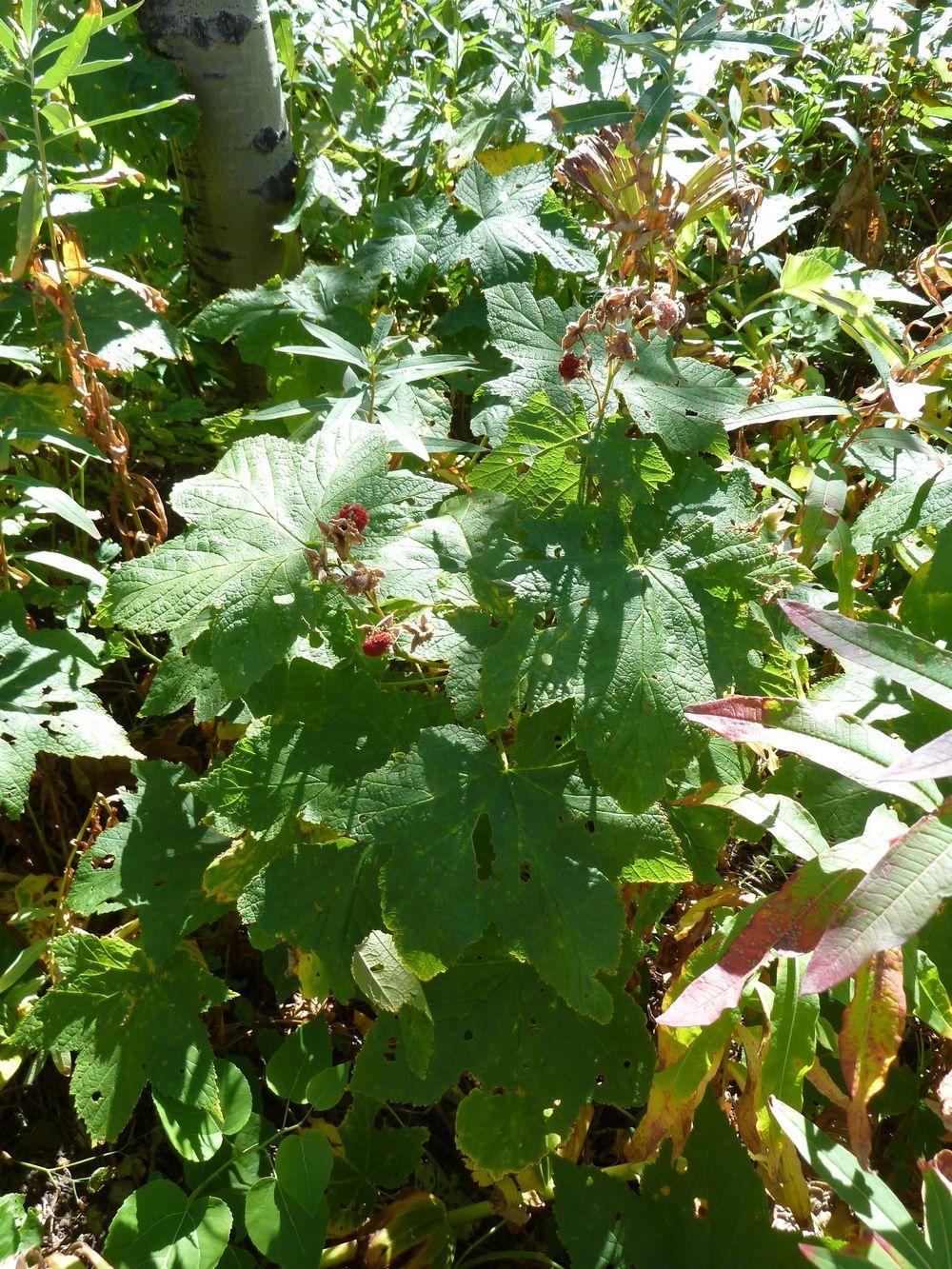 Rubus: Plant Care and Collection of Varieties - Garden.org