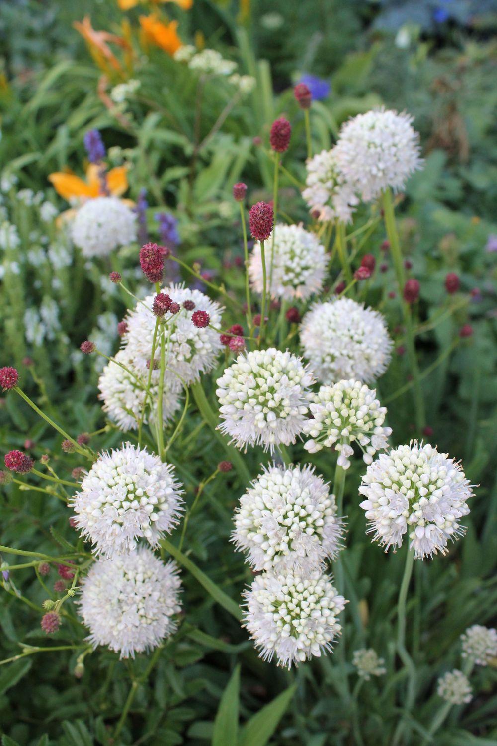 Photo of the bloom of Siberian Garlic Chives (Allium nutans) posted by ...