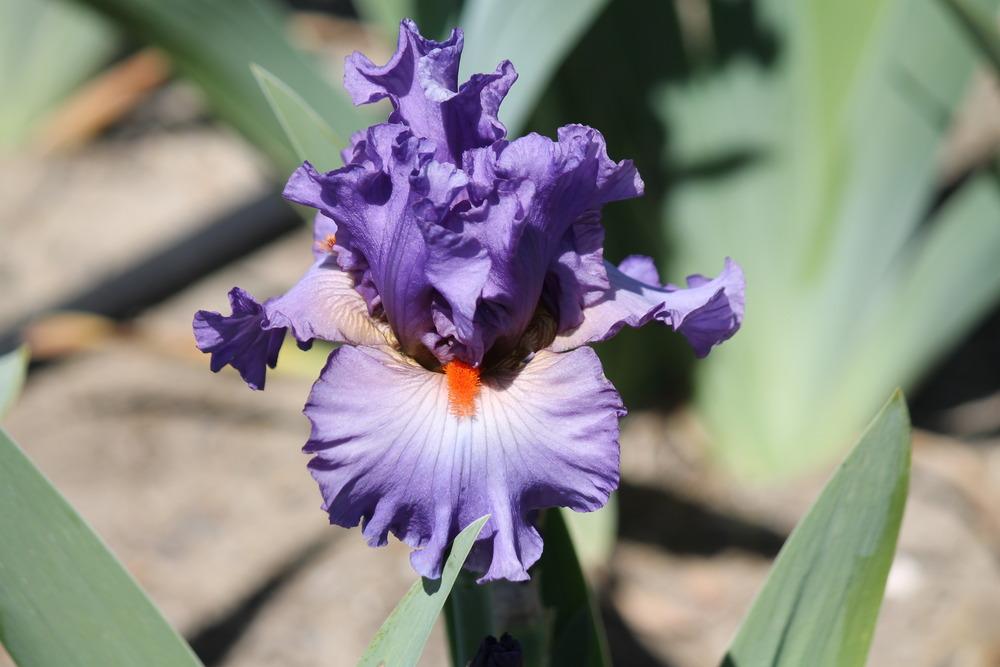 Tall Bearded Iris (Iris 'Twilight Blaze') in the Irises Database ...