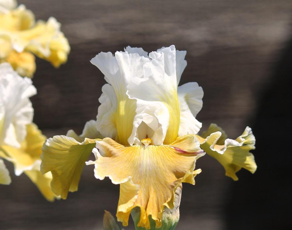 Photo of the bloom of Tall Bearded Iris (Iris 'Going Green') posted by ...