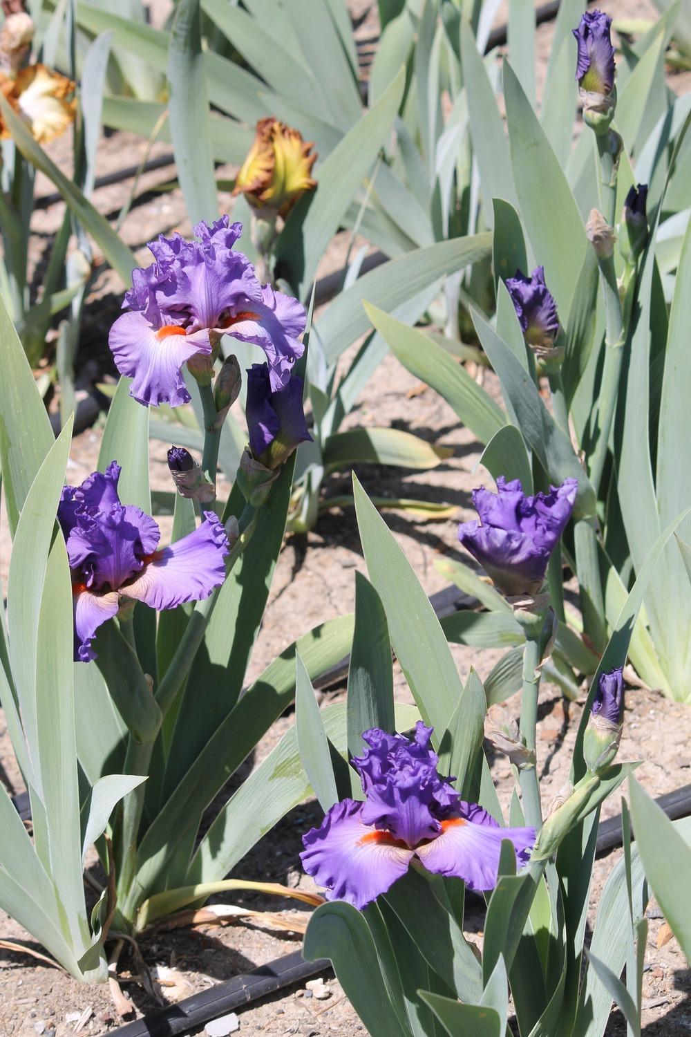 Photo of the entire plant of Tall Bearded Iris (Iris 'Twilight Blaze ...