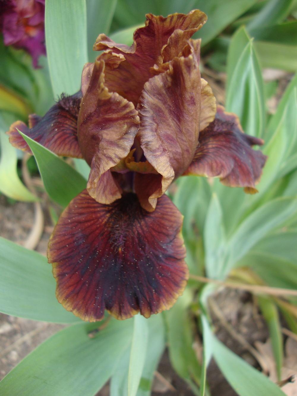 Photo of the bloom of Standard Dwarf Bearded Iris (Iris 'Death by ...