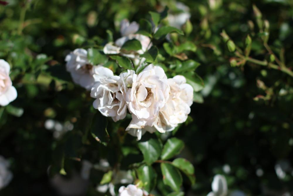 Rose (Rosa 'Ice Meidiland') in the Roses Database - Garden.org