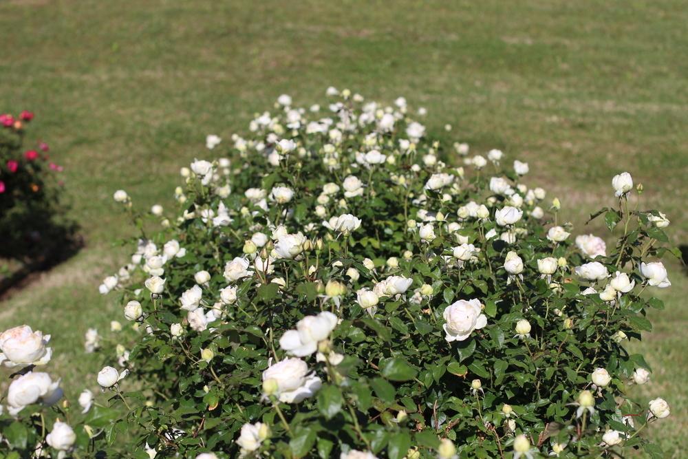 Photo of the entire plant of Rose (Rosa 'Bolero 2004') posted by dave ...