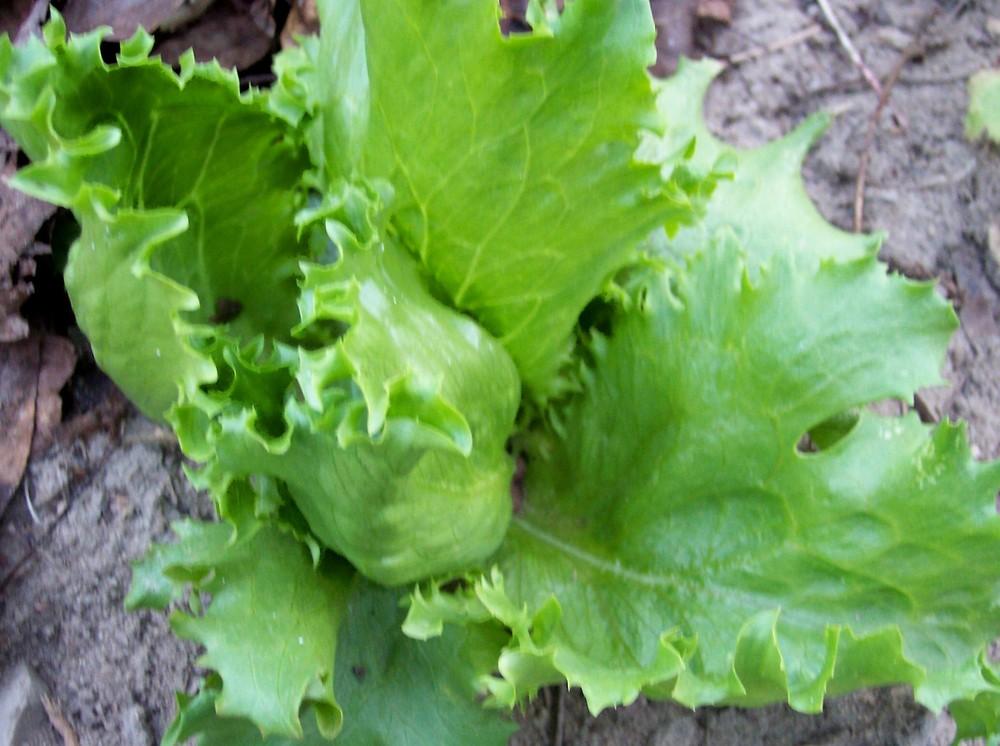 Lettuce (Lactuca sativa 'Summertime') in the Lettuces Database - Garden.org