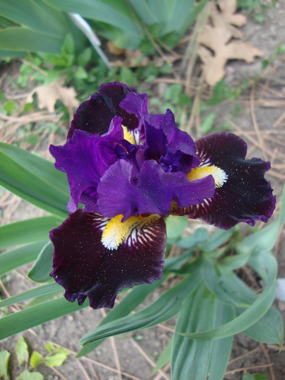 Photo of the bloom of Standard Dwarf Bearded Iris (Iris 'Beckoning ...