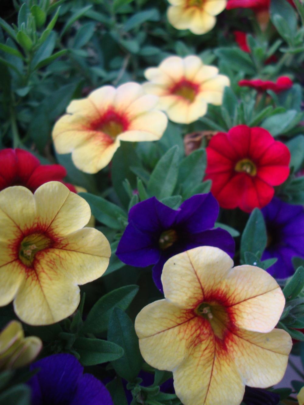 Photo of the bloom of Calibrachoas (Calibrachoa) posted by Paul2032 ...