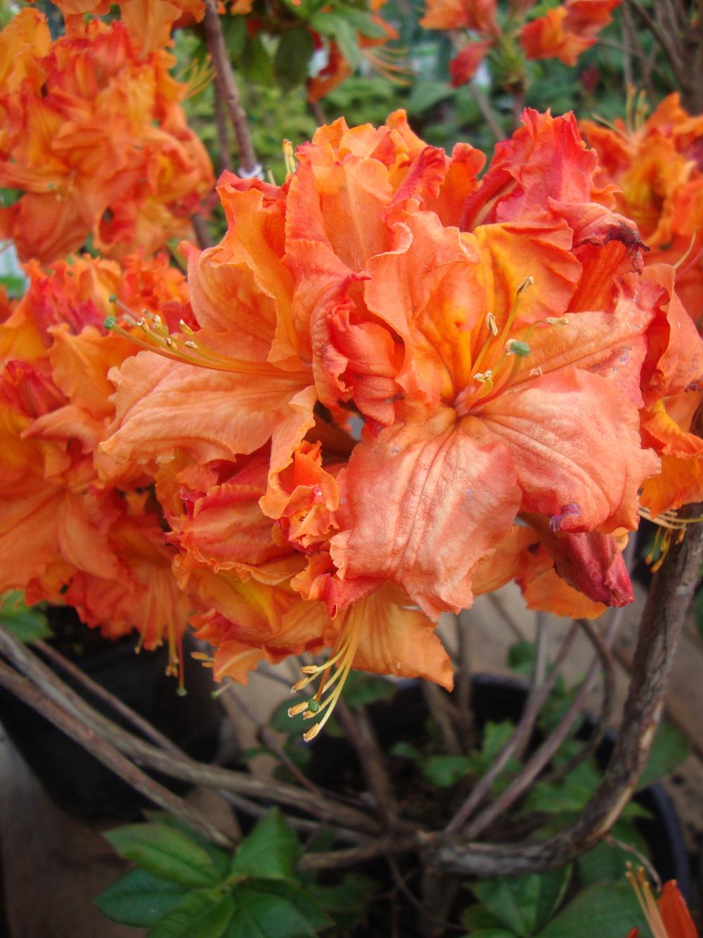 Azalea (Rhododendron 'Mandarin Lights') in the Rhododendrons Database ...