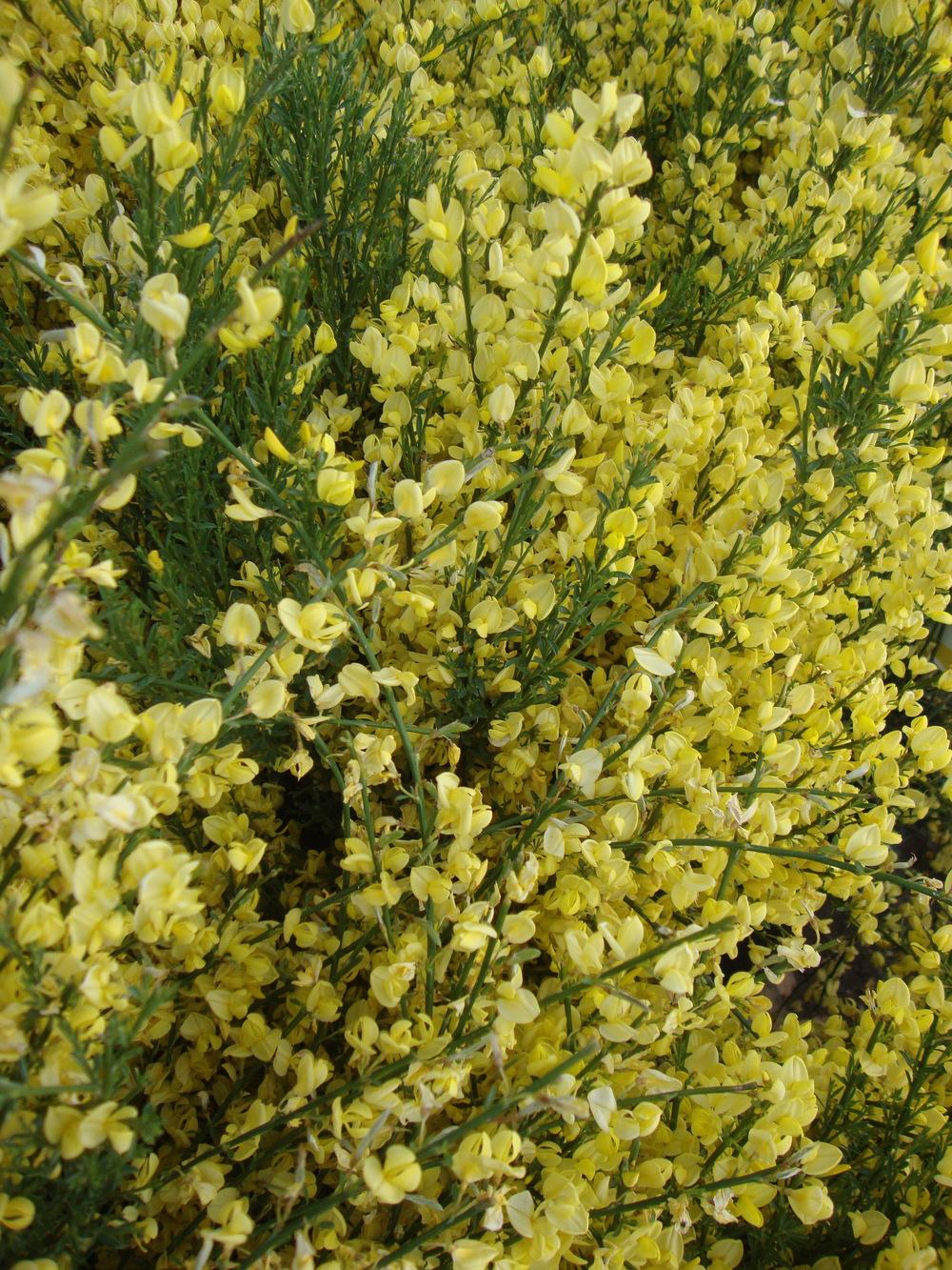 Photo of the bloom of Scotch Broom (Cytisus x praecox 'Allgold') posted ...