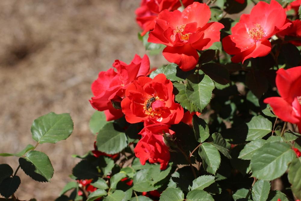 Rose (Rosa 'Sarabande') in the Roses Database - Garden.org