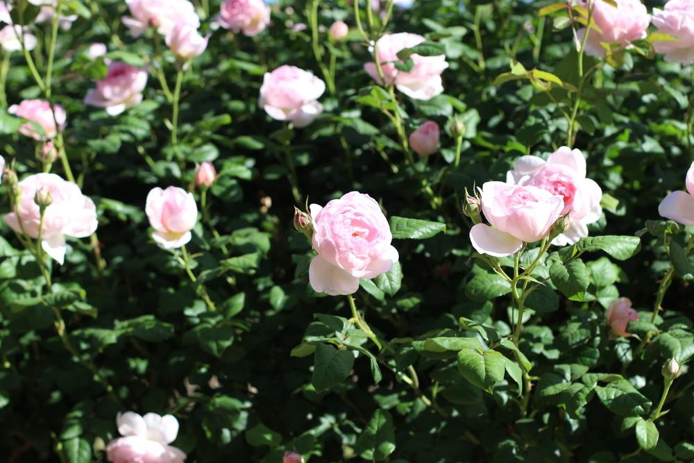 Photo of the bloom of Rose (Rosa 'Scepter'd Isle') posted by dave ...