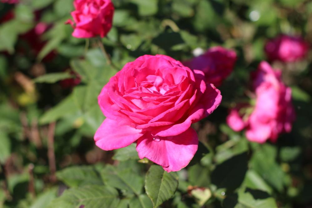 Rose (Rosa 'Cynthia') in the Roses Database - Garden.org