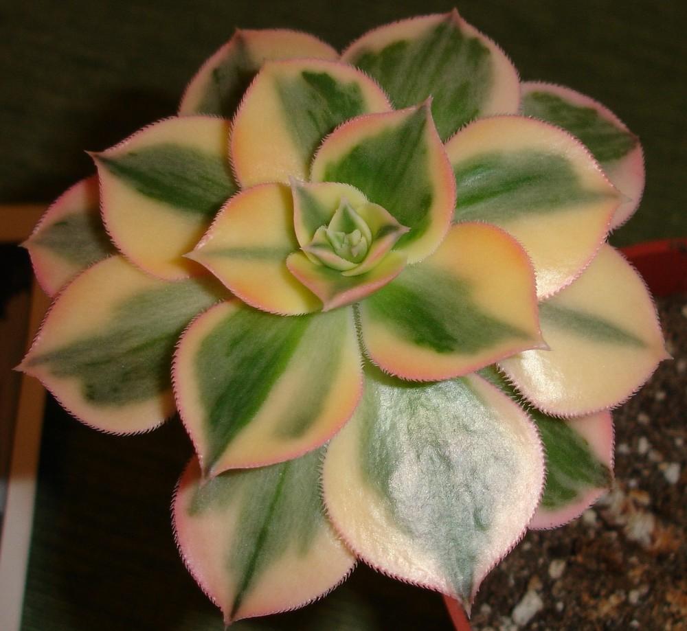 Aeoniums: Plant Care and Collection of Varieties - Garden.org