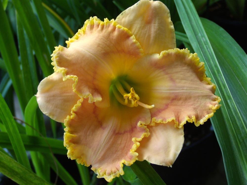 Photo of the bloom of Daylily (Hemerocallis 'Magic Mandolin') posted by ...