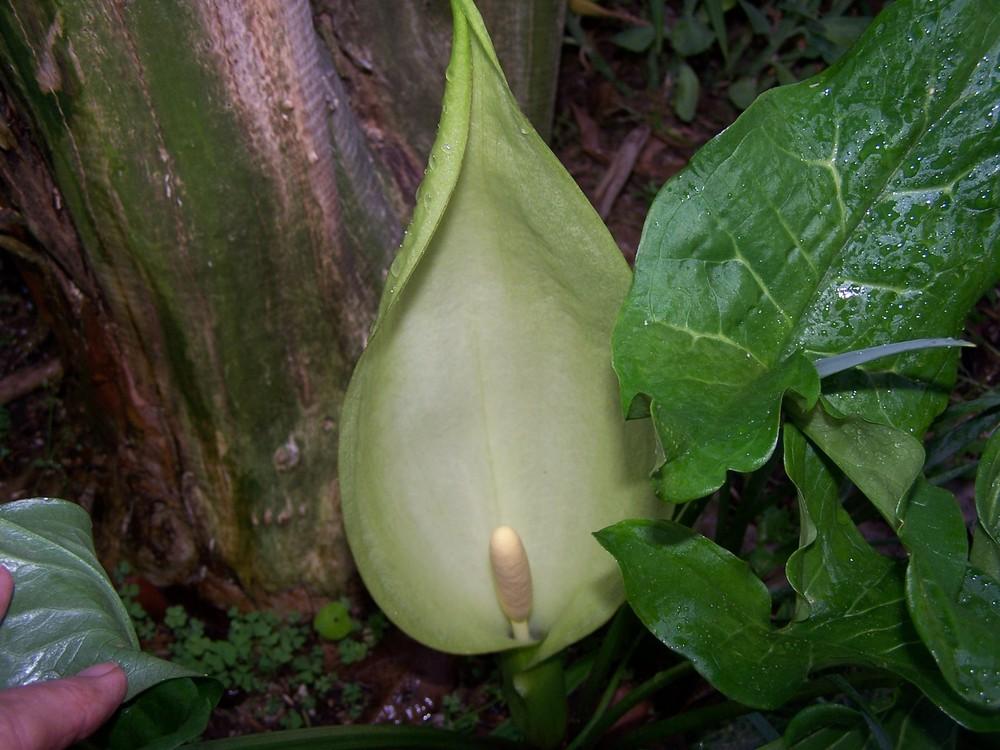 Arums: Plant Care and Collection of Varieties - Garden.org