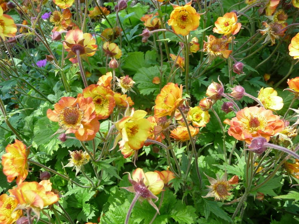 Photo of the bloom of Geum posted by gardengus - Garden.org