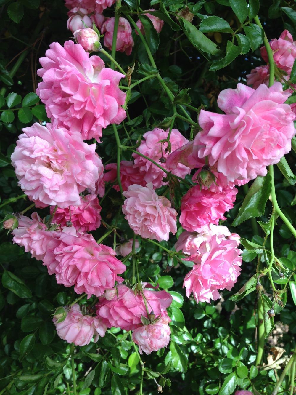 Rose (Rosa 'Minnehaha') in the Roses Database - Garden.org