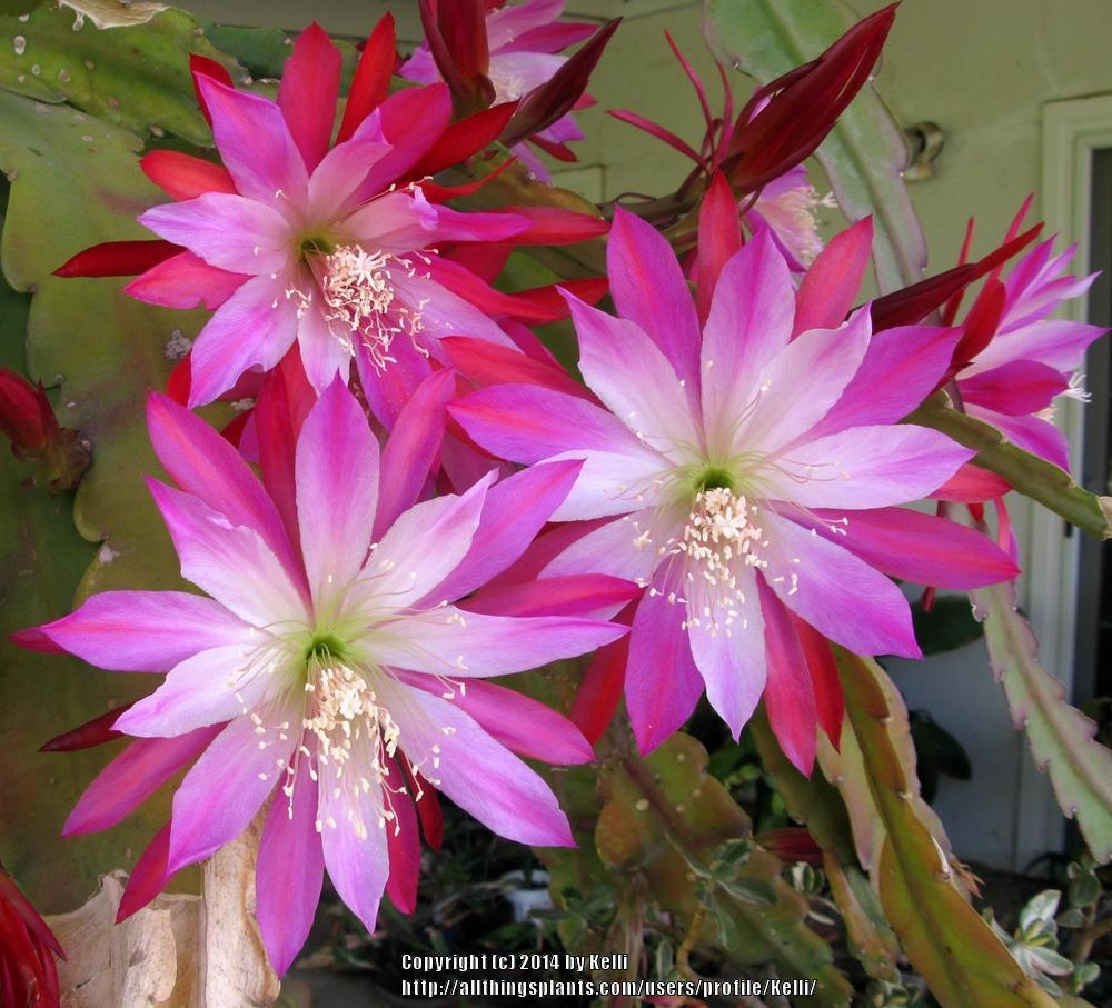 Epiphyllum: Plant Care and Collection of Varieties - Garden.org