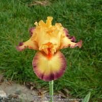 Photo of the bloom of Tall Bearded Iris (Iris 'Ringtone') posted by ...
