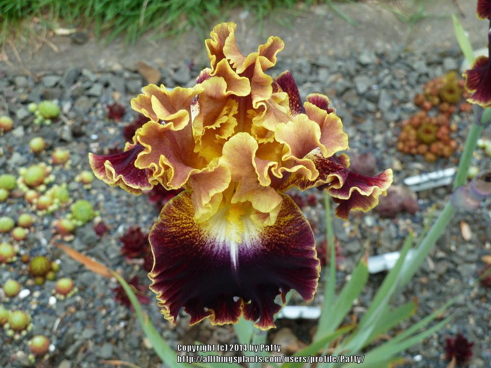 Photo of the bloom of Tall Bearded Iris (Iris 'Volcanic Glow') posted ...