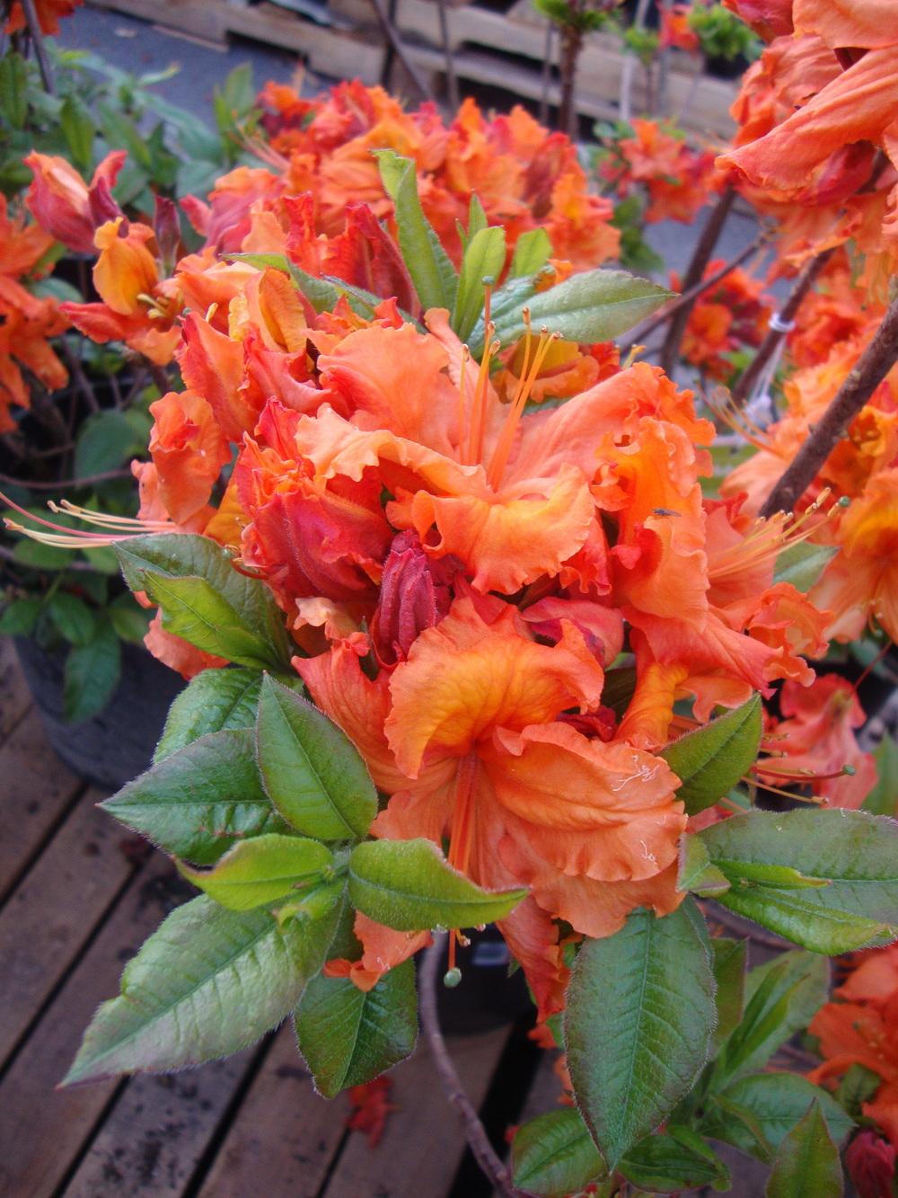 Photo of the bloom of Azalea (Rhododendron 'Mandarin Lights') posted by ...