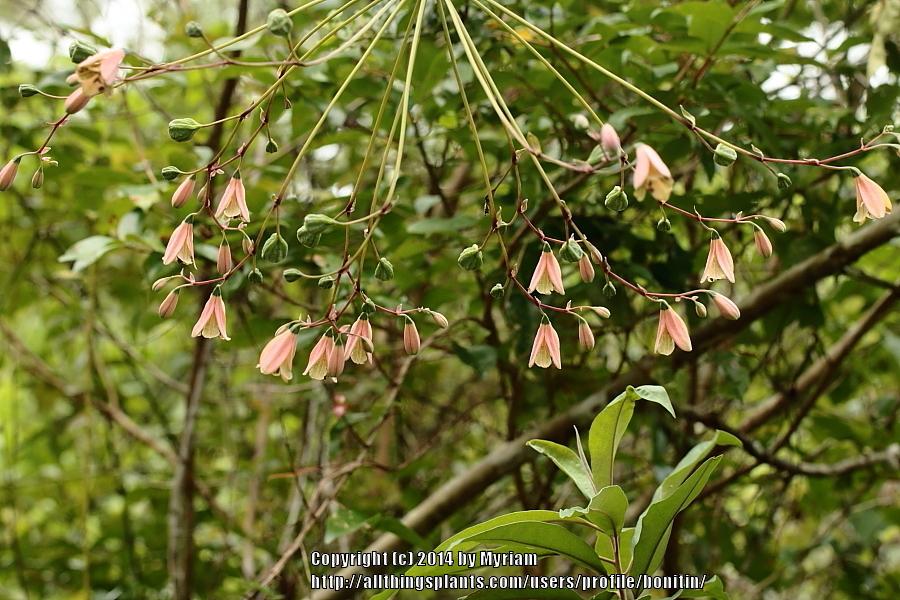 Photo of the bloom of Bomarea (Bomarea edulis) posted by bonitin ...