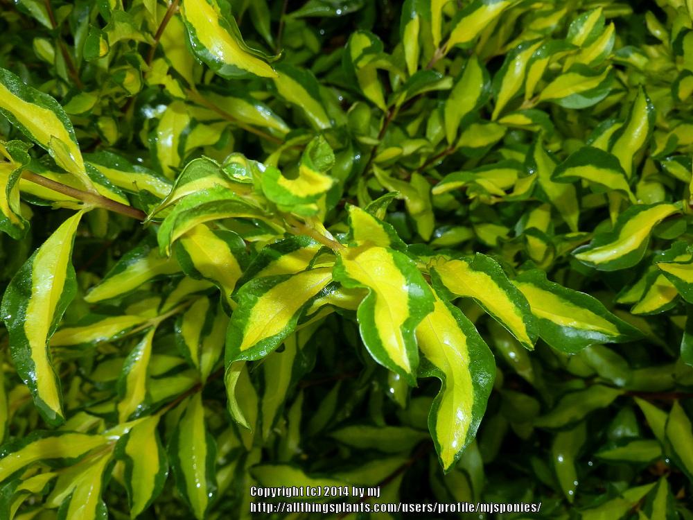 Golden Dew Drop (Duranta erecta 'Lemon Drop') - Garden.org