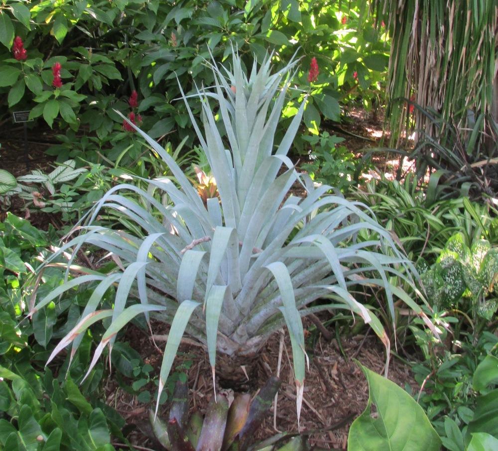 Photo of the entire plant of Bromeliad (Alcantarea odorata) posted by ...