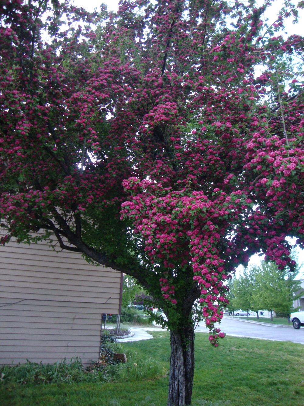 Photo of the entire plant of English Hawthorn (Crataegus laevigata ...
