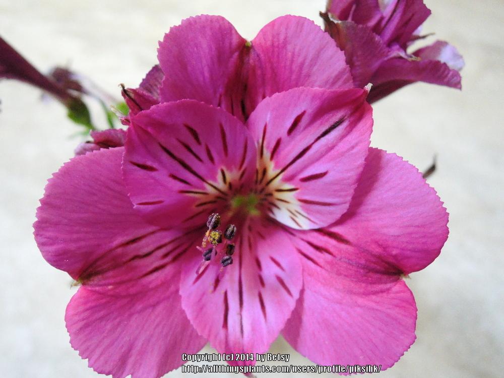 Photo of the bloom of Peruvian Lily (Alstroemeria Princess Lilies ...