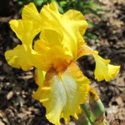 Tall Bearded Iris (Iris 'Radiant Apogee') in the Irises Database ...