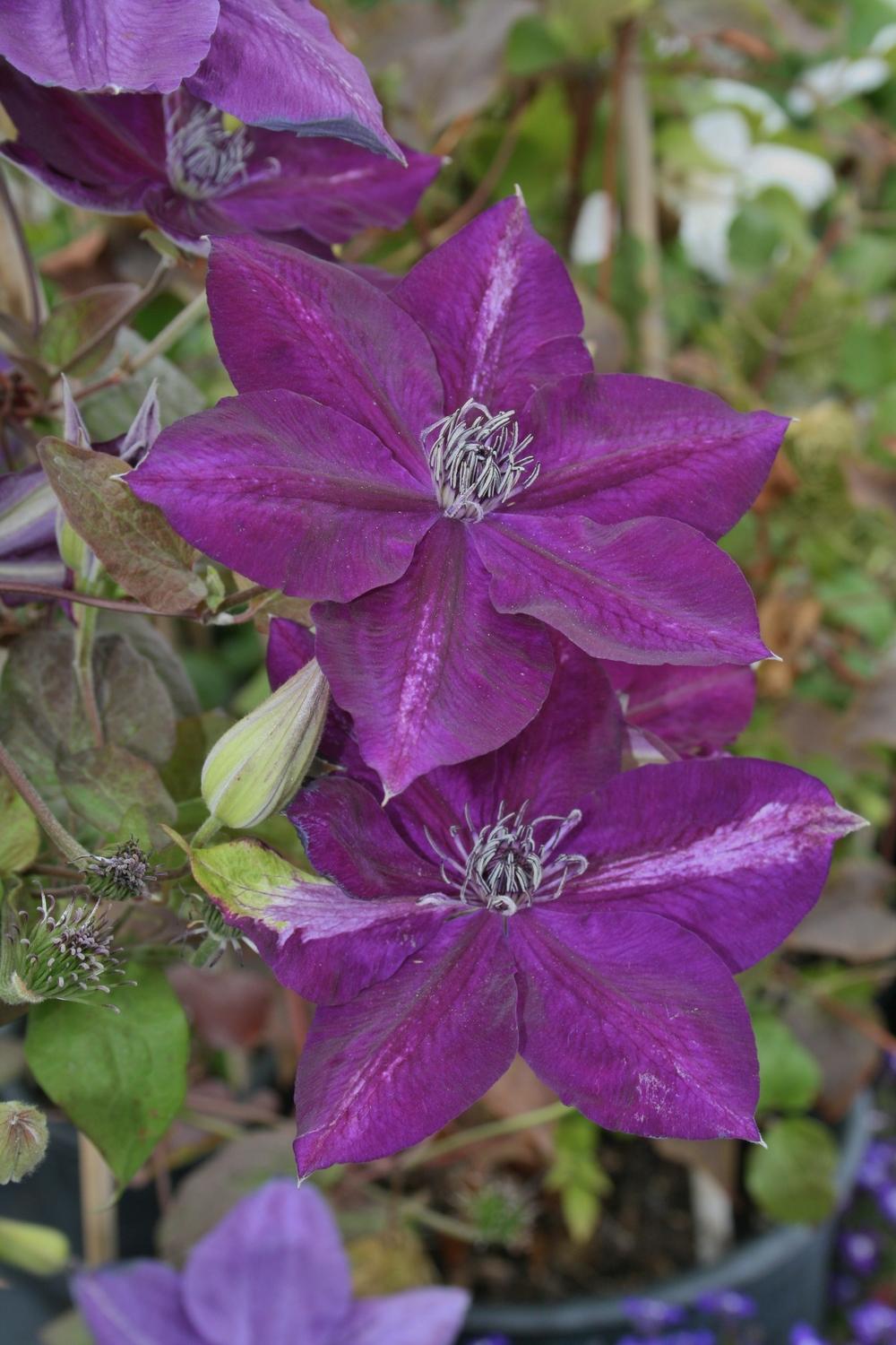 Photo of the bloom of Clematis Amethyst Beauty™ posted by Calif_Sue ...